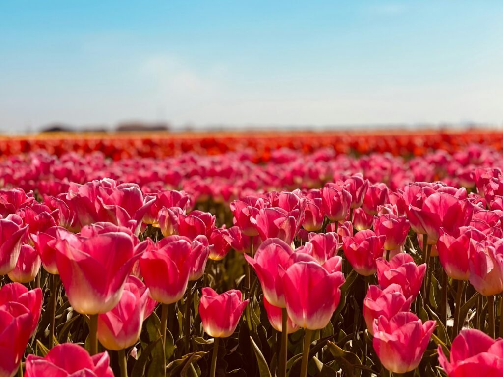 Spring Bucket List - 60 Things to Do and Activities